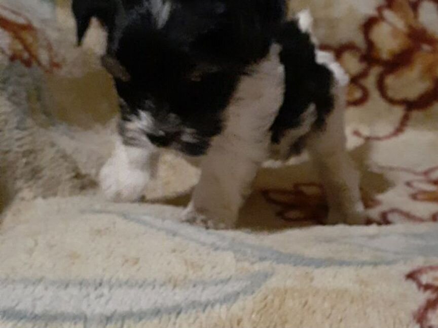 Щенки бивер йорка мини