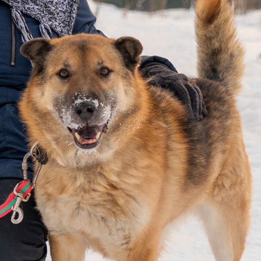 Локки собака бесплатно