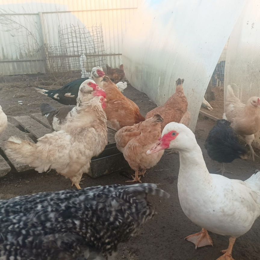 Куры несушки(микс)