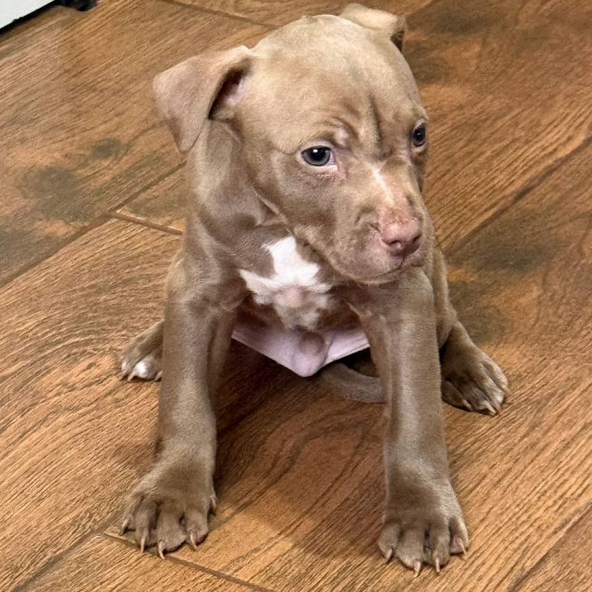 Американский питбультерьер, щенок