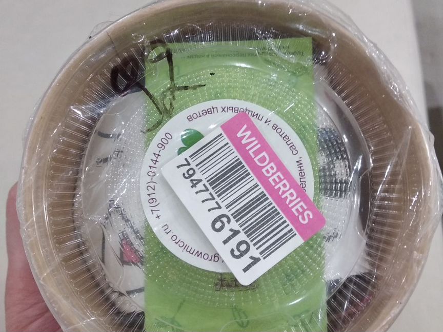 Трава для выращивания для кошек