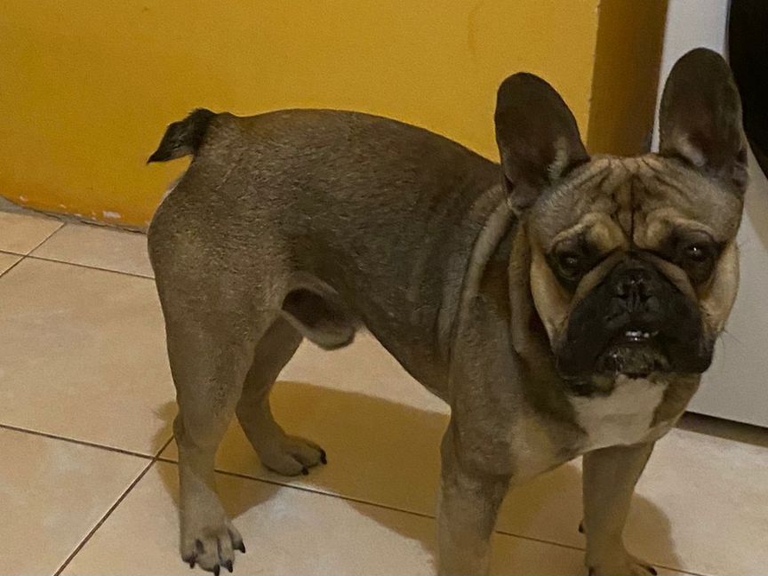 Французский бульдог