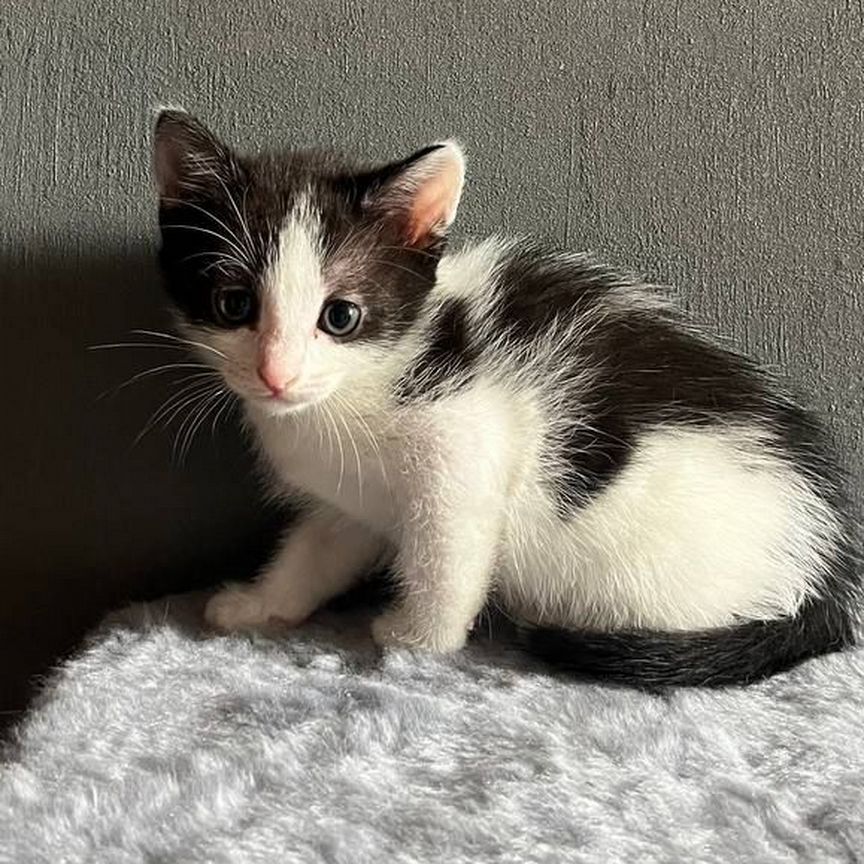 Котята от кошки мышеловки бесплатно