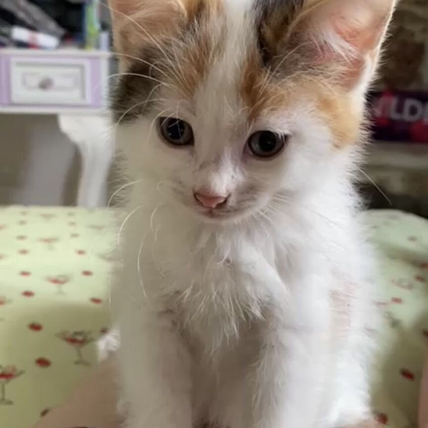 Котята из приюта