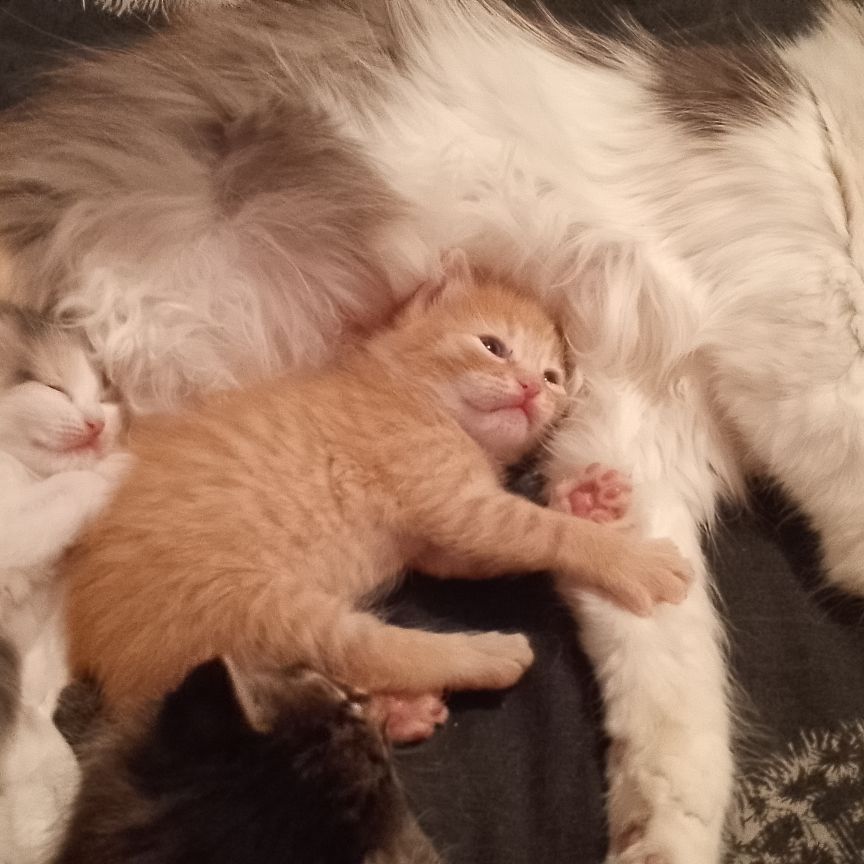 Котятки в добрые руки бесплатно