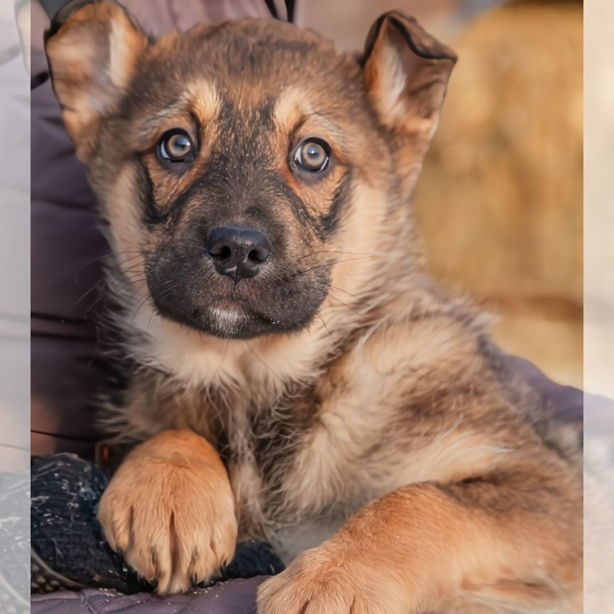 Щенок в добрые руки