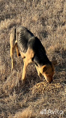 Истощённая брошенная собака