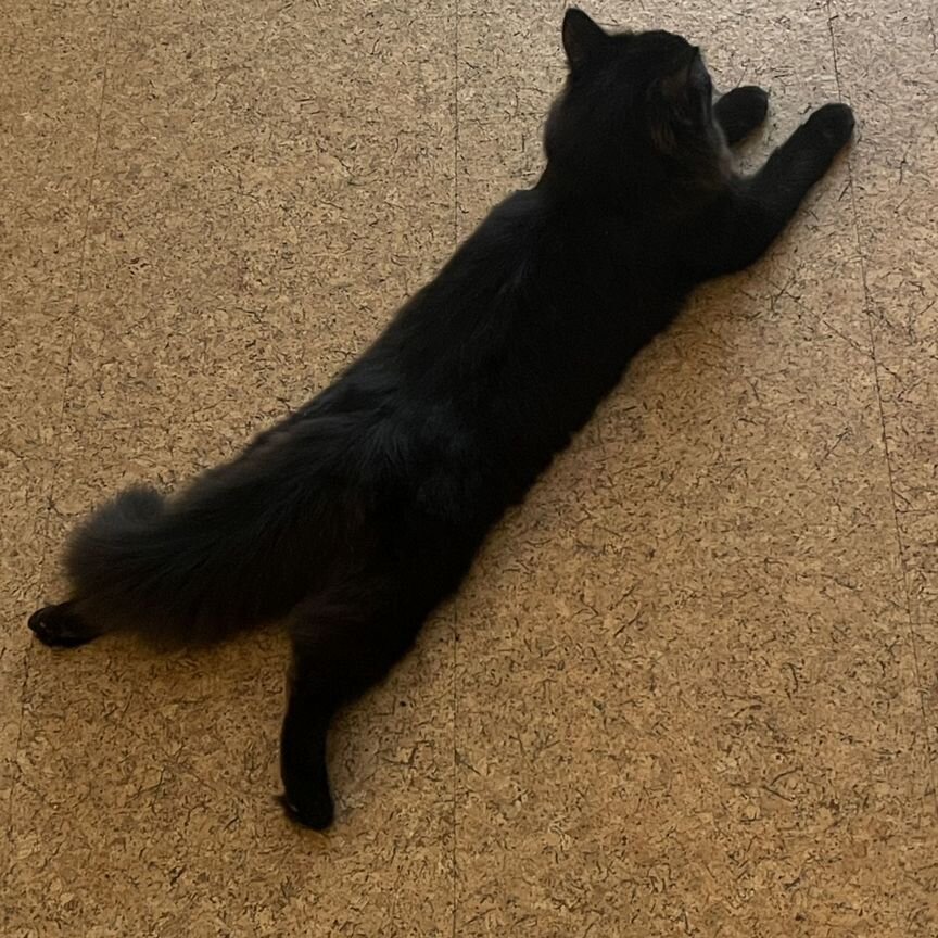 Отдам в добрые руки маленькую кошечку породы Тайка