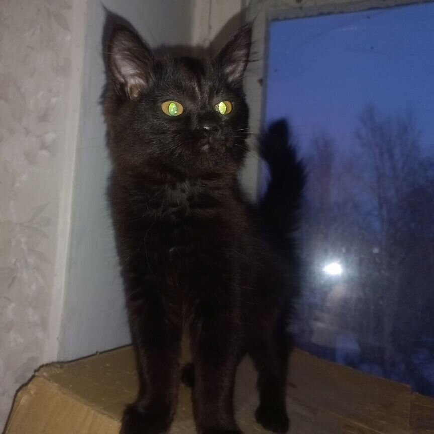 Котёнок в добрые руки