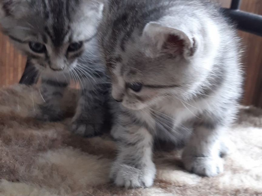 Котята от доброй, ласковой и умной кошки