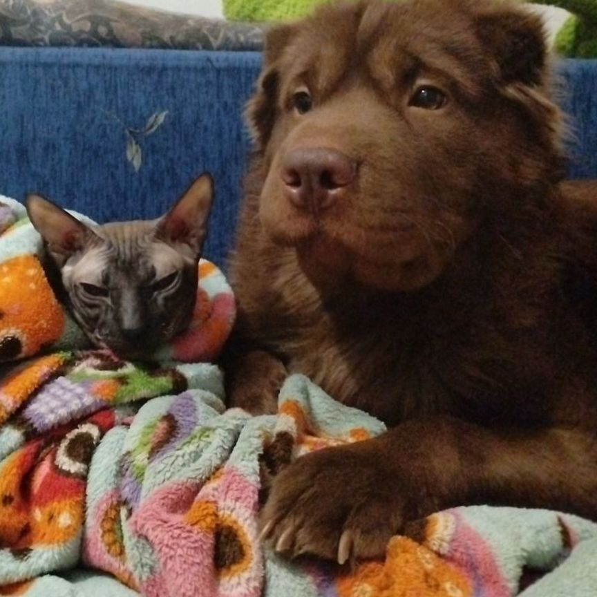 Шарпей, взрослый пёс