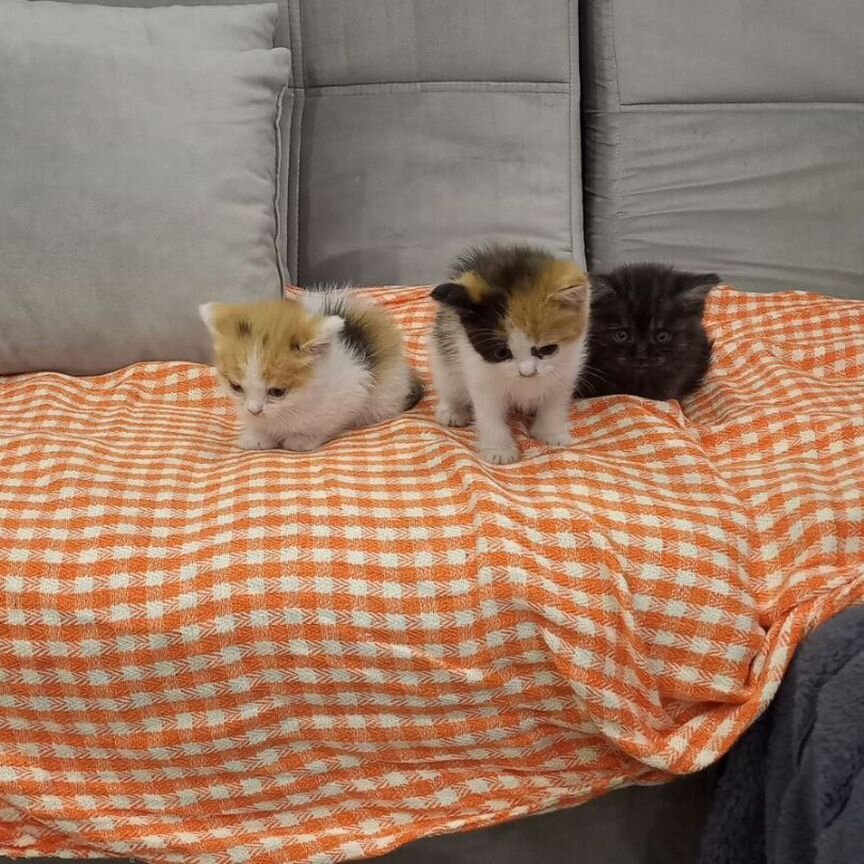 Котята в добрые руки, две девочки и мальчик