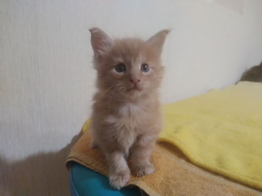 Котята мейн-кун
