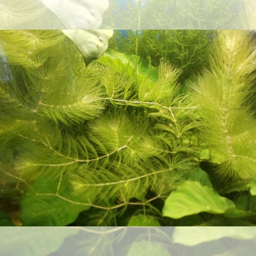 Роголистник аквариумное растение