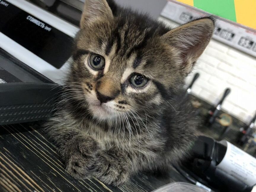 Котята метис Мейн-Кун