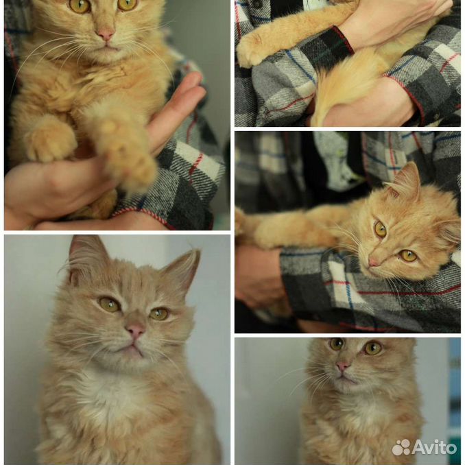 Кот Альберт Абрикосович в добрые руки