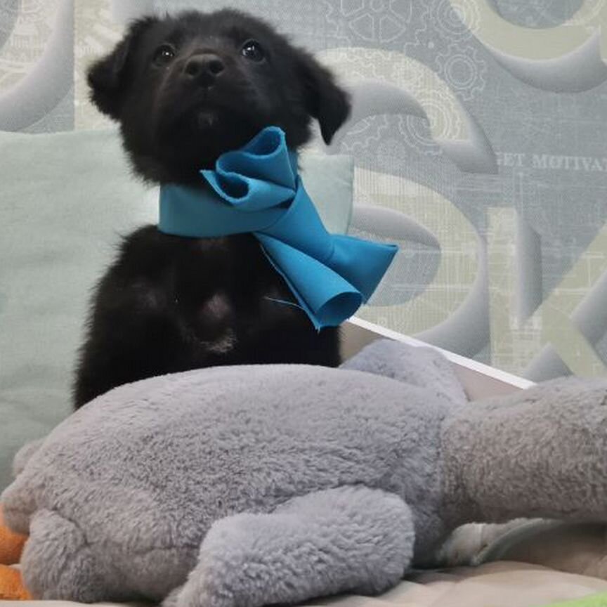 Щенок в добрые руки