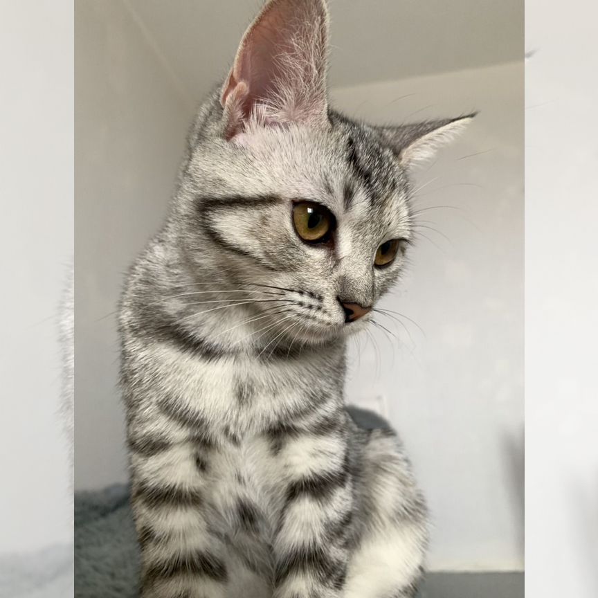 Котенок в добрые руки