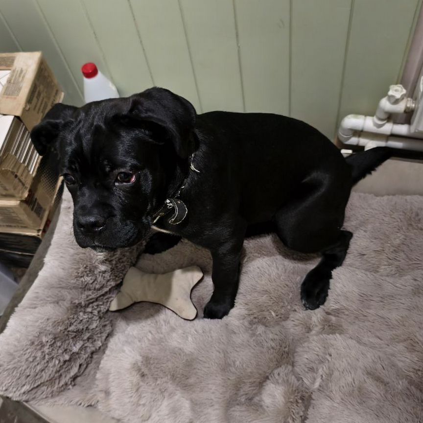 Кане-корсо, щенок