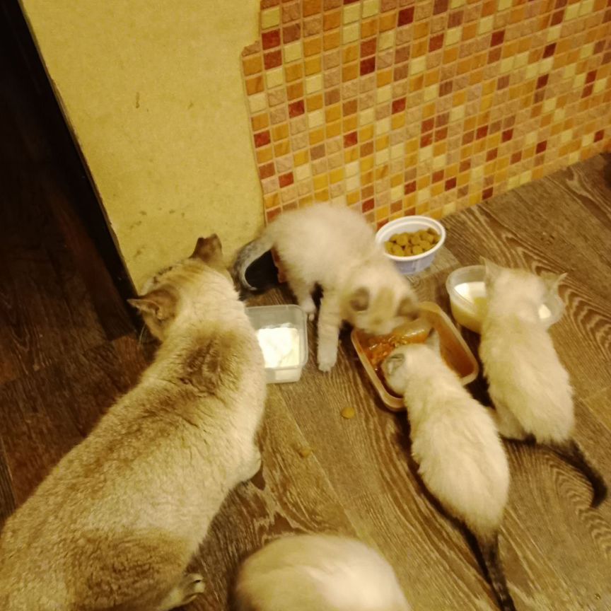 Тайские котята в добрые руки почти бесплатно