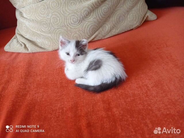 Маленький миленький котёнок