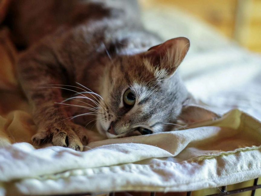 Кошка