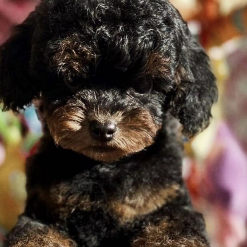 Мальтипу ф 1