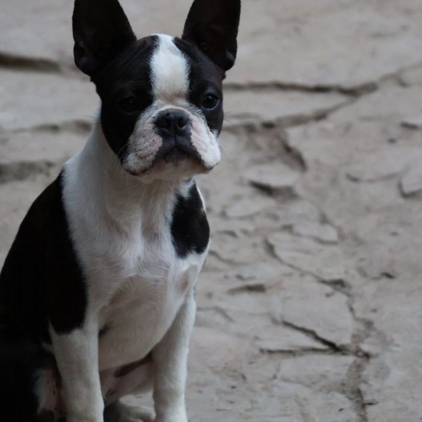 Собака Бостон