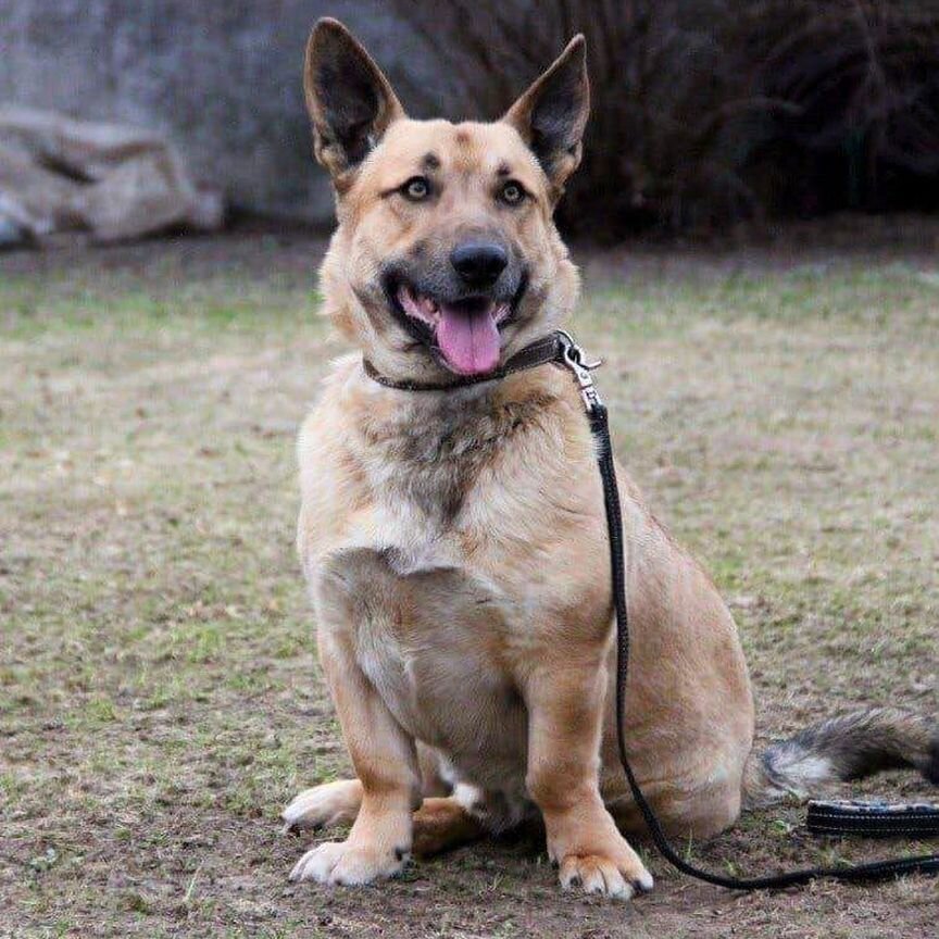 Коротколапик ищет дом