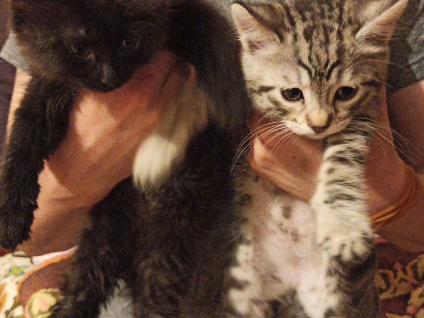 Котята в добрые руки