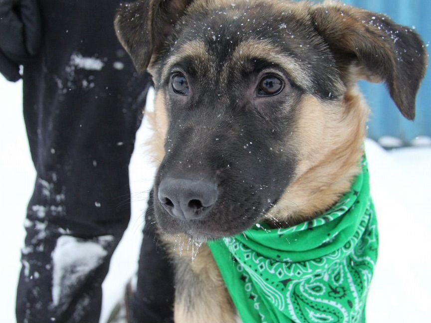 Щенок Бисер-мы ищем для бисера семью и дом