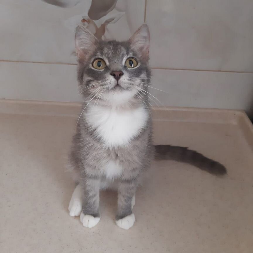 Чудесный красавчик