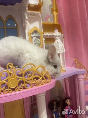 Редкая шишнилла белый дым