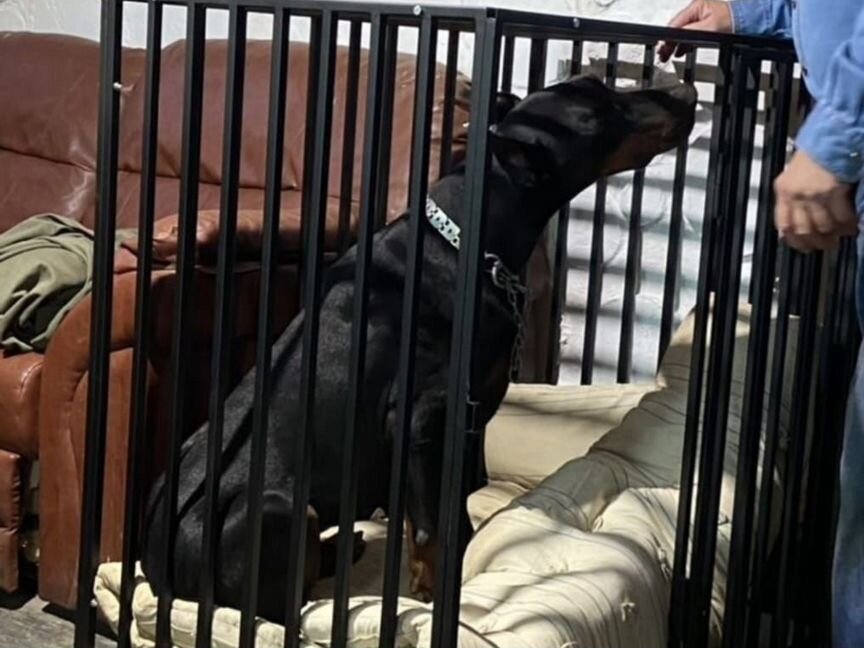 Усиленная клетка для собак антивандальная