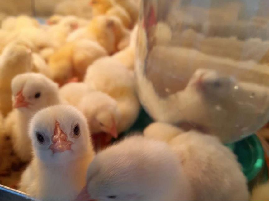 Вывод цыплят