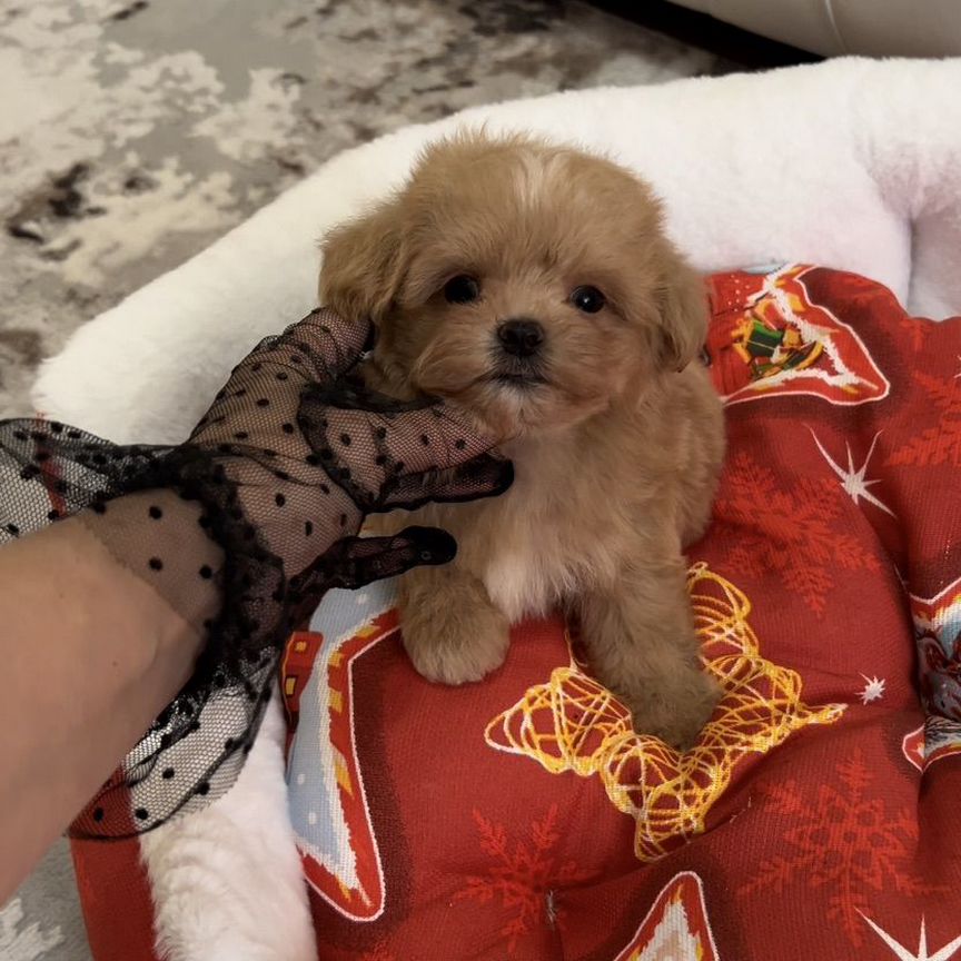 Мальтипу мини Корея