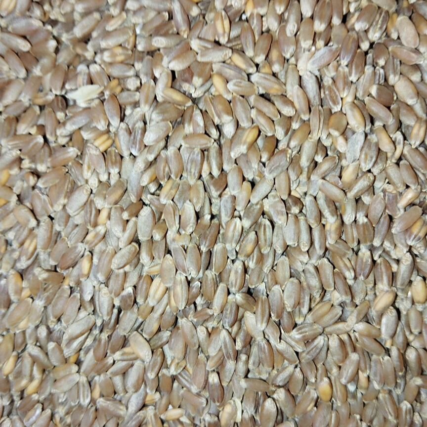 Пшеница оптом