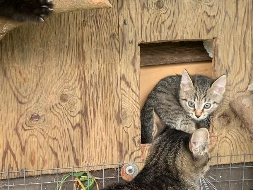 Уникальные котята