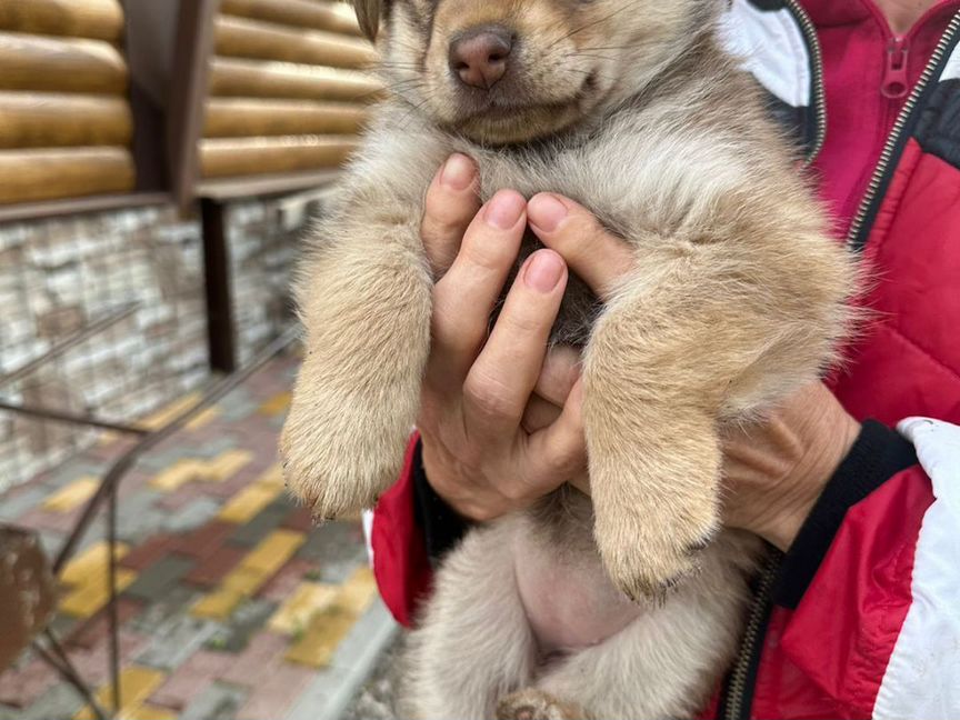 Отдам в добрые руки щенок девочка Марта