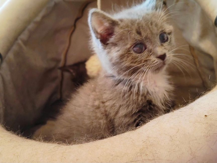 Котята в добрые руки