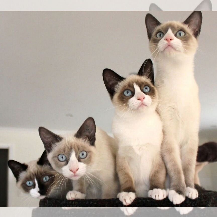 Котята Сноу шу