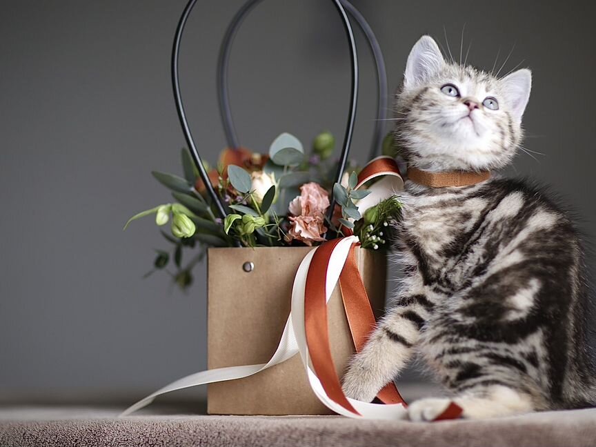Котята шотландские с прививками