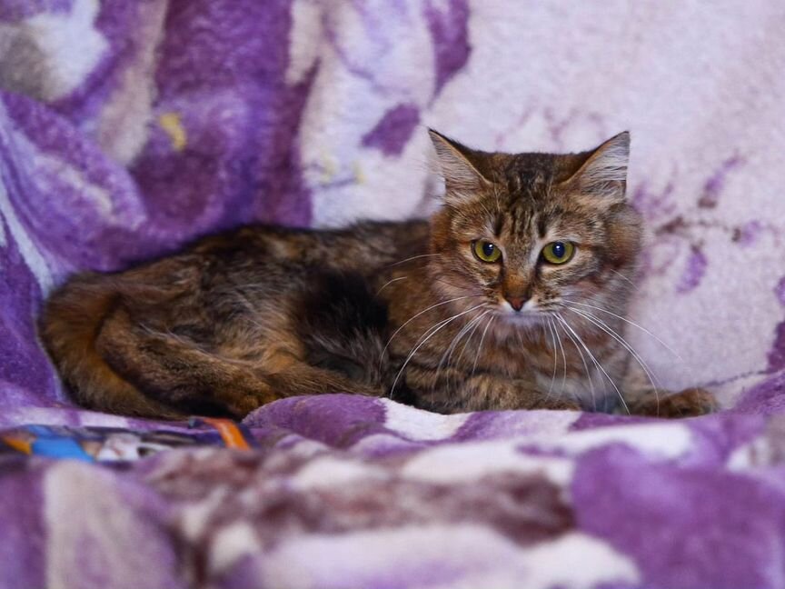 Кошечка Мила в добрые ручки