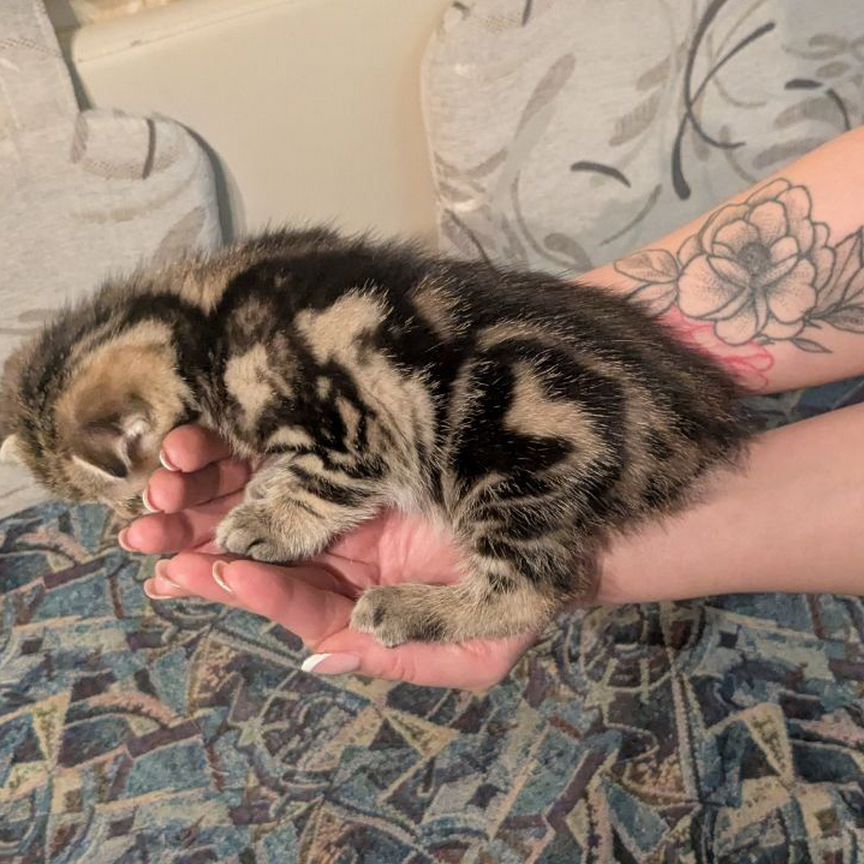 Шотландский вислоухий короткошёрстный котёнок