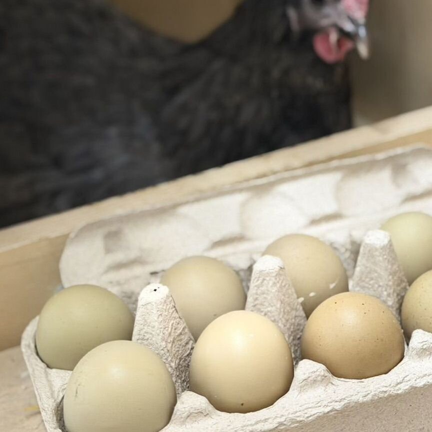 Инкубационное яйцо зеленое оливковое