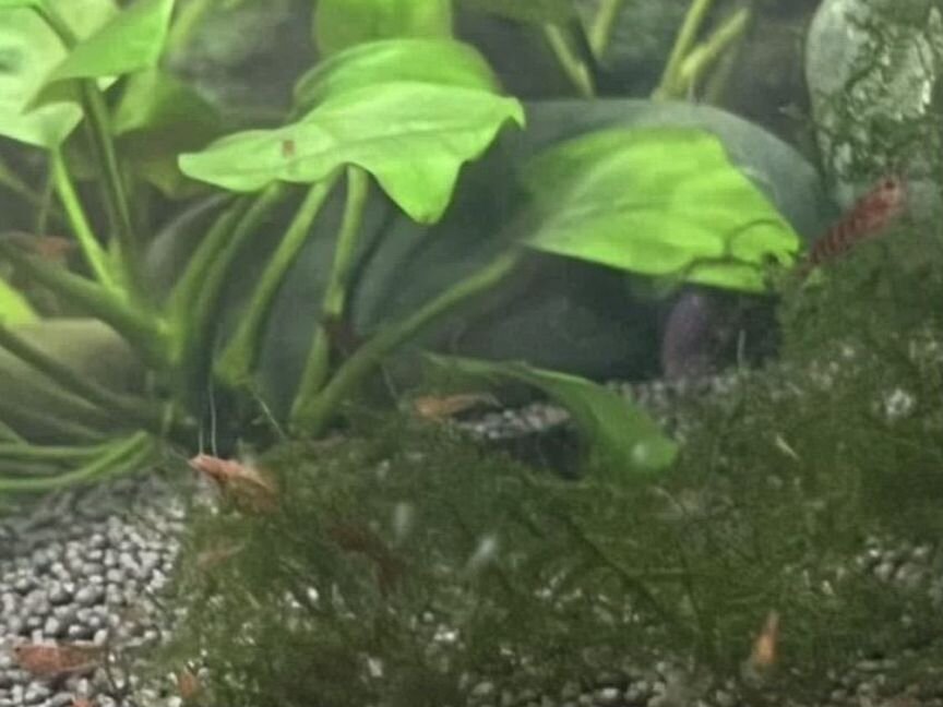 Креветки chery, вишня