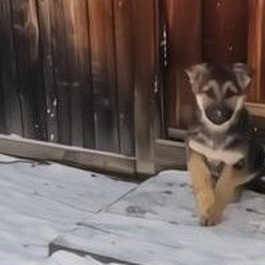 Немецкая овчарка, щенок