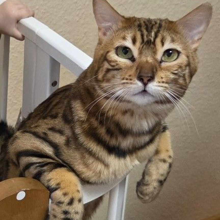 Бенгальская, взрослая кошка