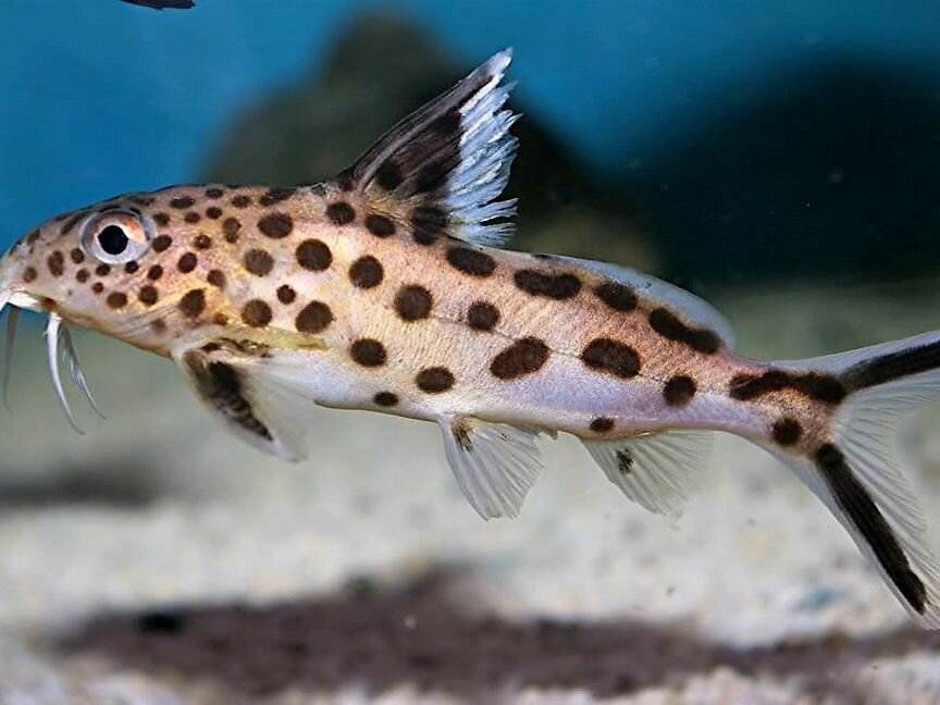 Сом кукушка, синодонтис