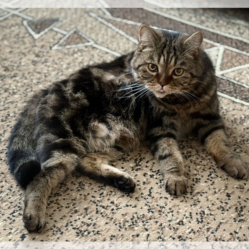 Британский длинношёрстный, взрослый кот